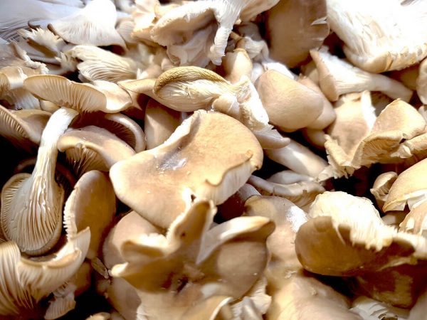 Champignon pleurote en vrac - Les Jardins du Ried